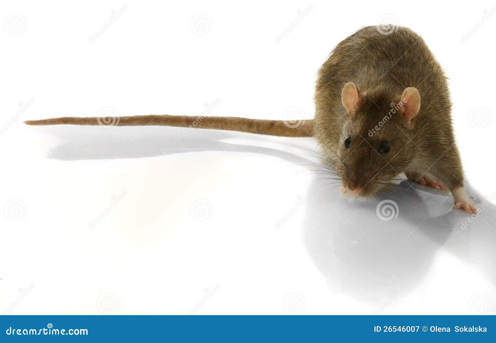 Ratte stockbild. Bild von zeichen, grau, ratten, tier - 26546007