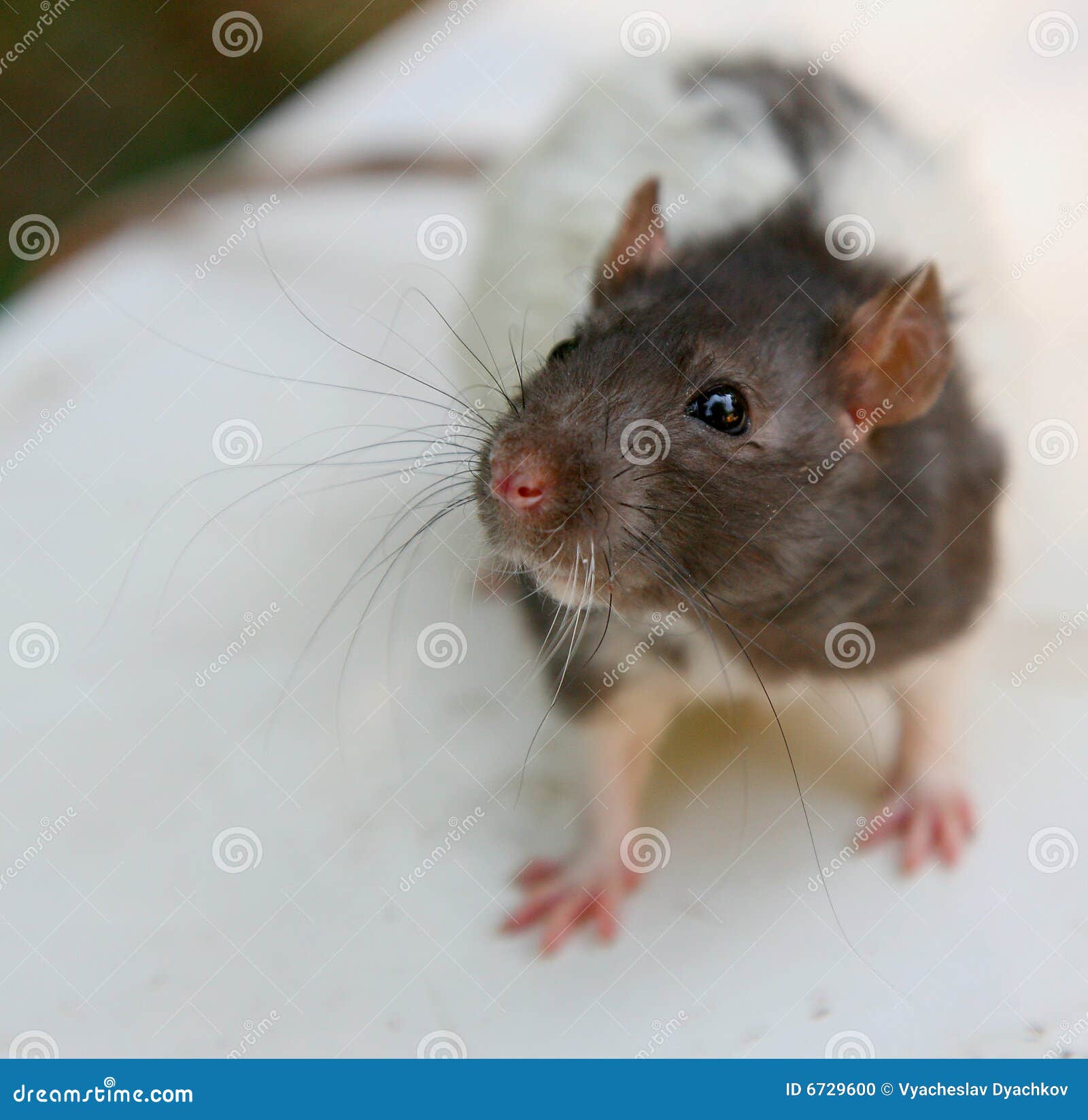 Ratte Bild. Bild: 6729600