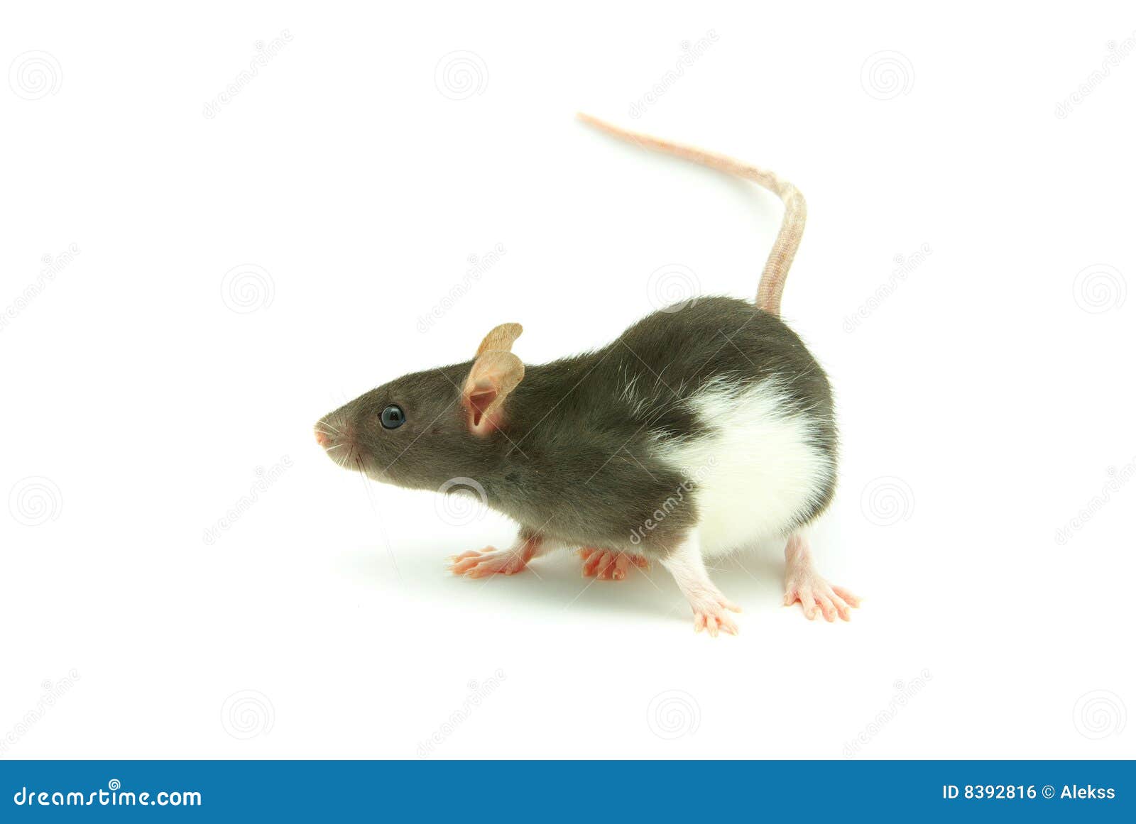 Ratte stockfoto. Bild von ratte, haarig, haustier, nagetier - 8392816