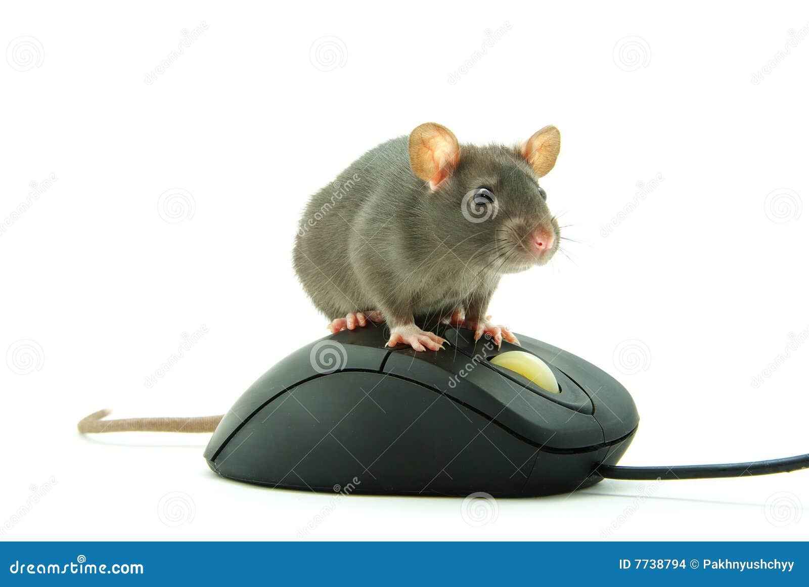 Ratte auf Computermaus stockfoto. Bild von lustig, maus - 7738794