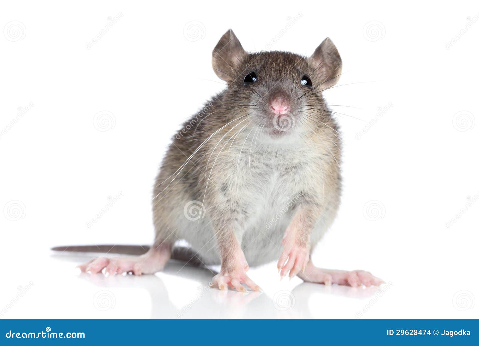 Ratte Auf Einem Weißen Hintergrund Stockfoto - Bild von haustier, plage ...