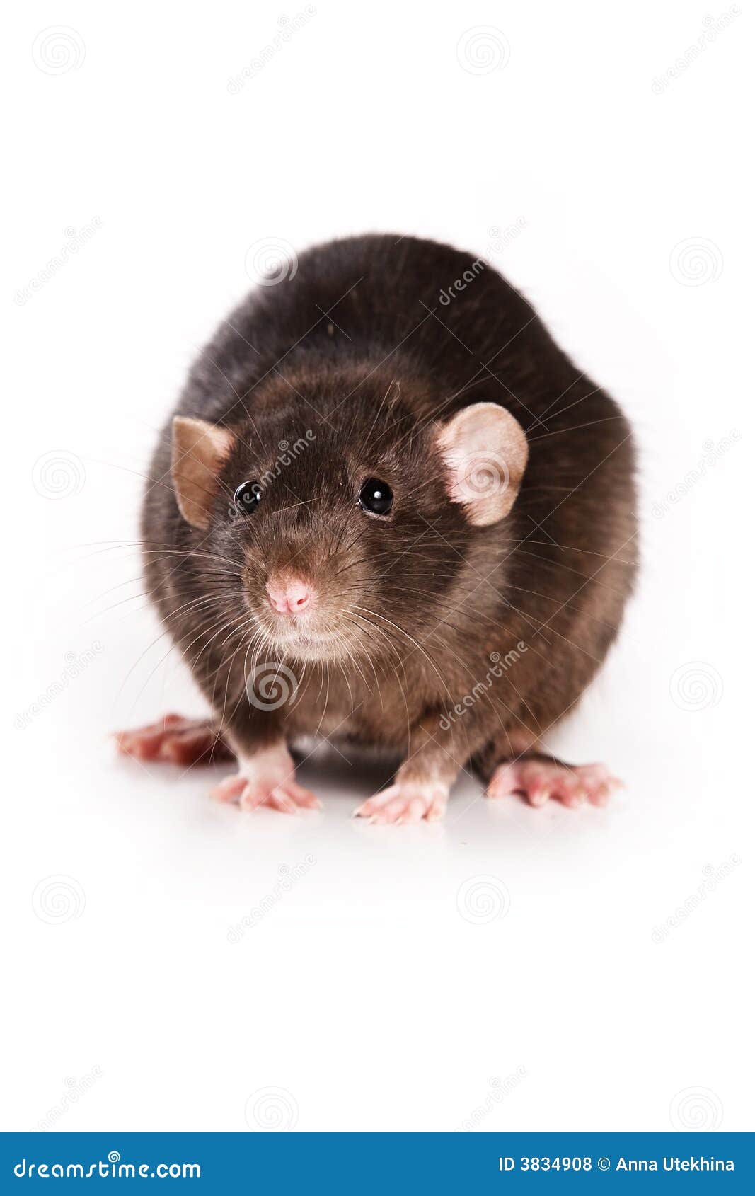 Ratte Auf Weißem Hintergrund Stockfoto - Bild von furcht, nett: 3834908