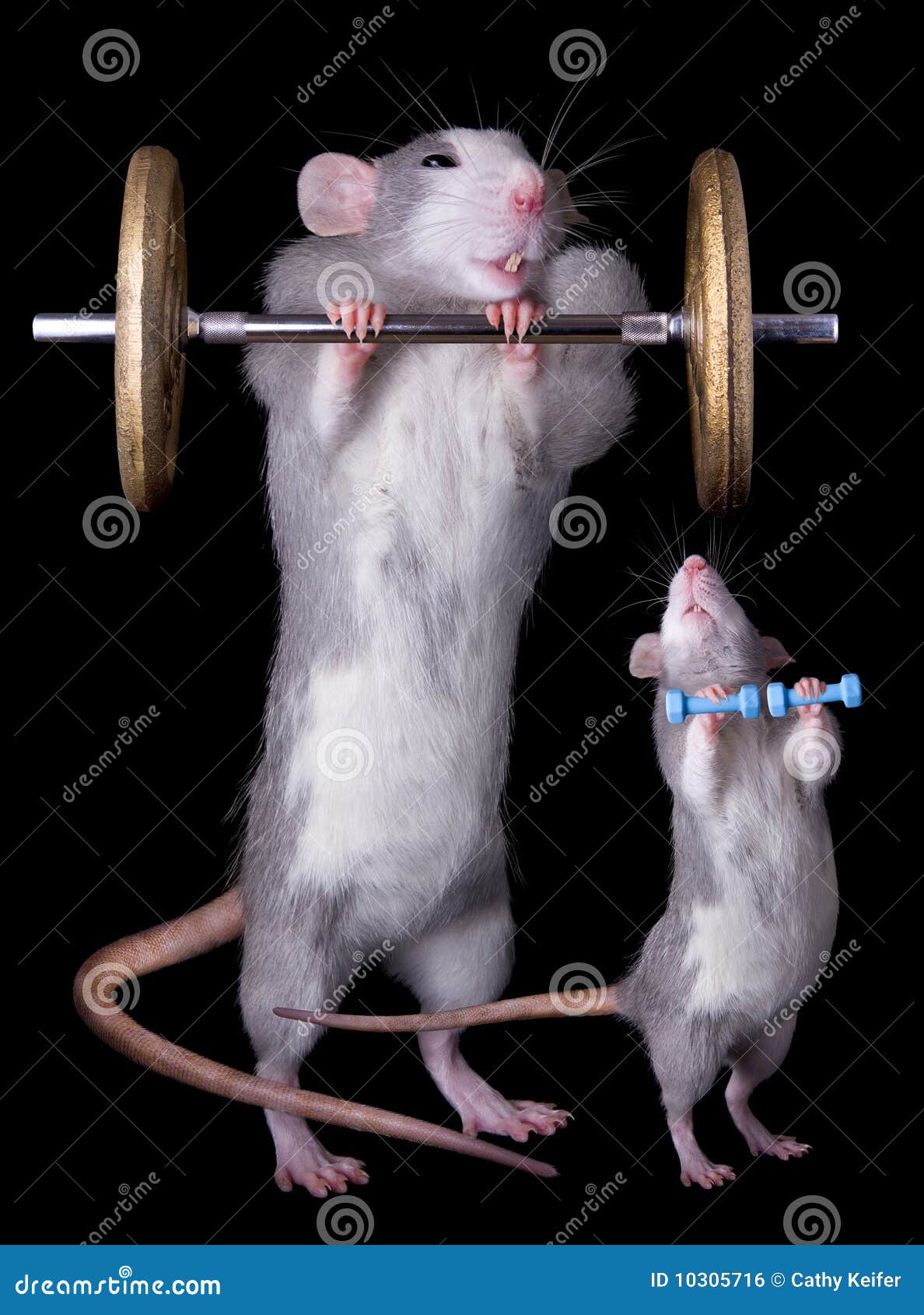 Ratte Bodybuillders stockfoto. Bild von gewichtheben - 10305716