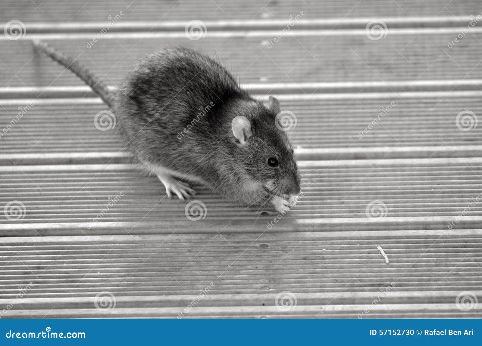 Ratte Essen Lebensmittel Vom Boden Stockfoto - Bild von führen, ratte ...