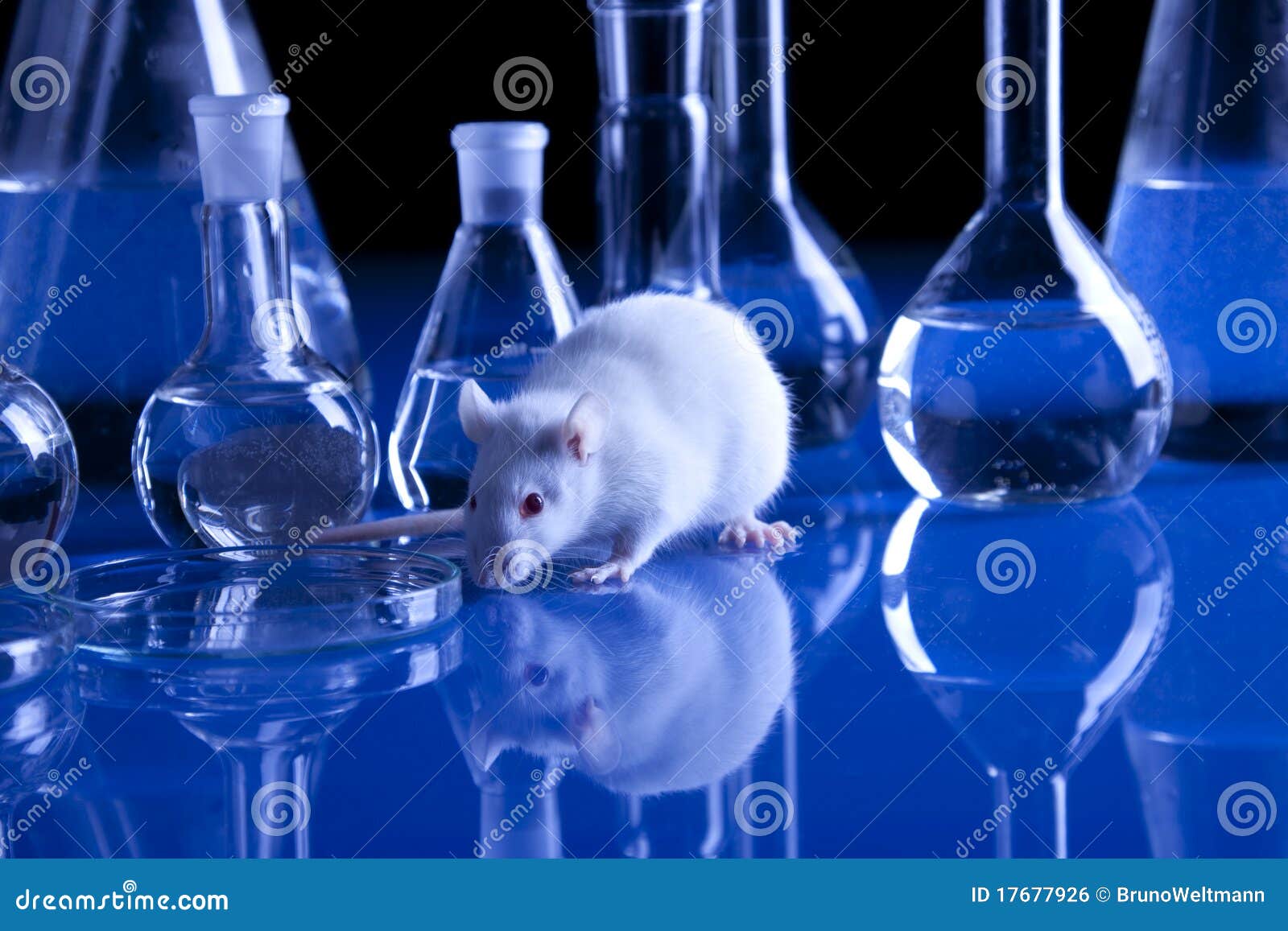 Ratte Im Labor. Tierexperimente Stockfoto - Bild von labor, chemie ...