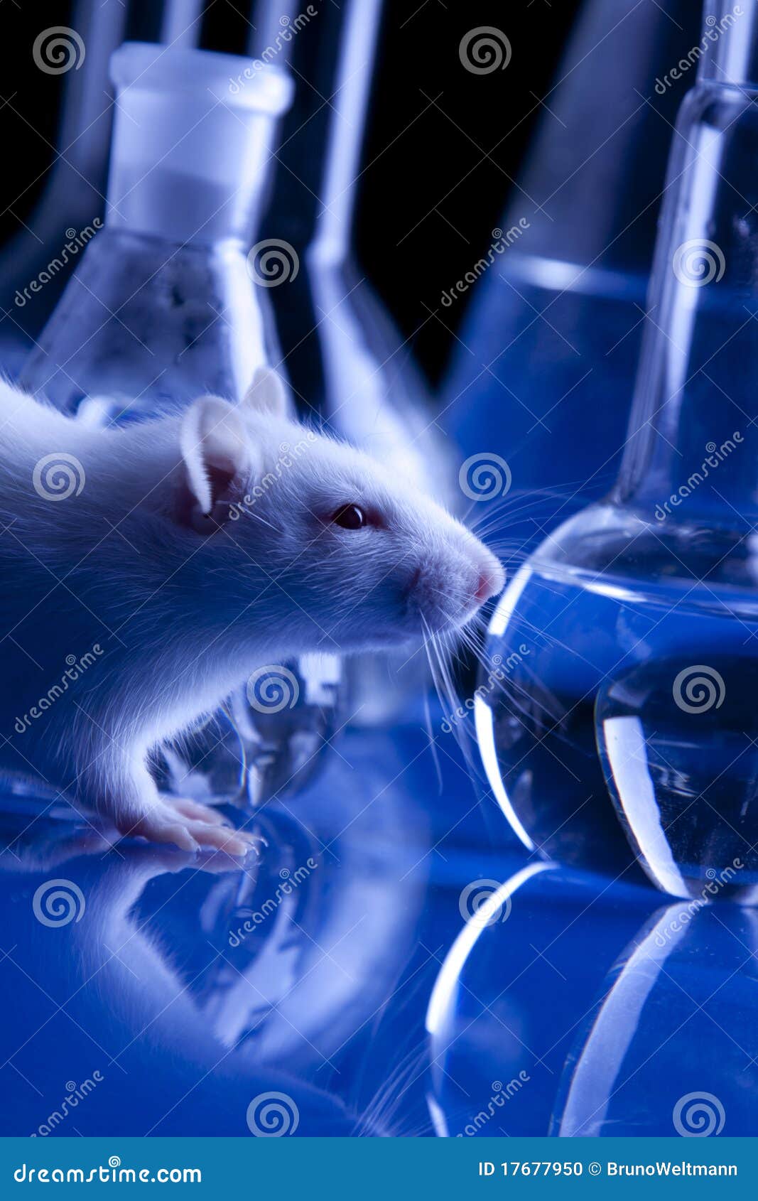 Ratte Im Labor. Tierexperimente Stockfoto - Bild von ratte, glaswaren ...