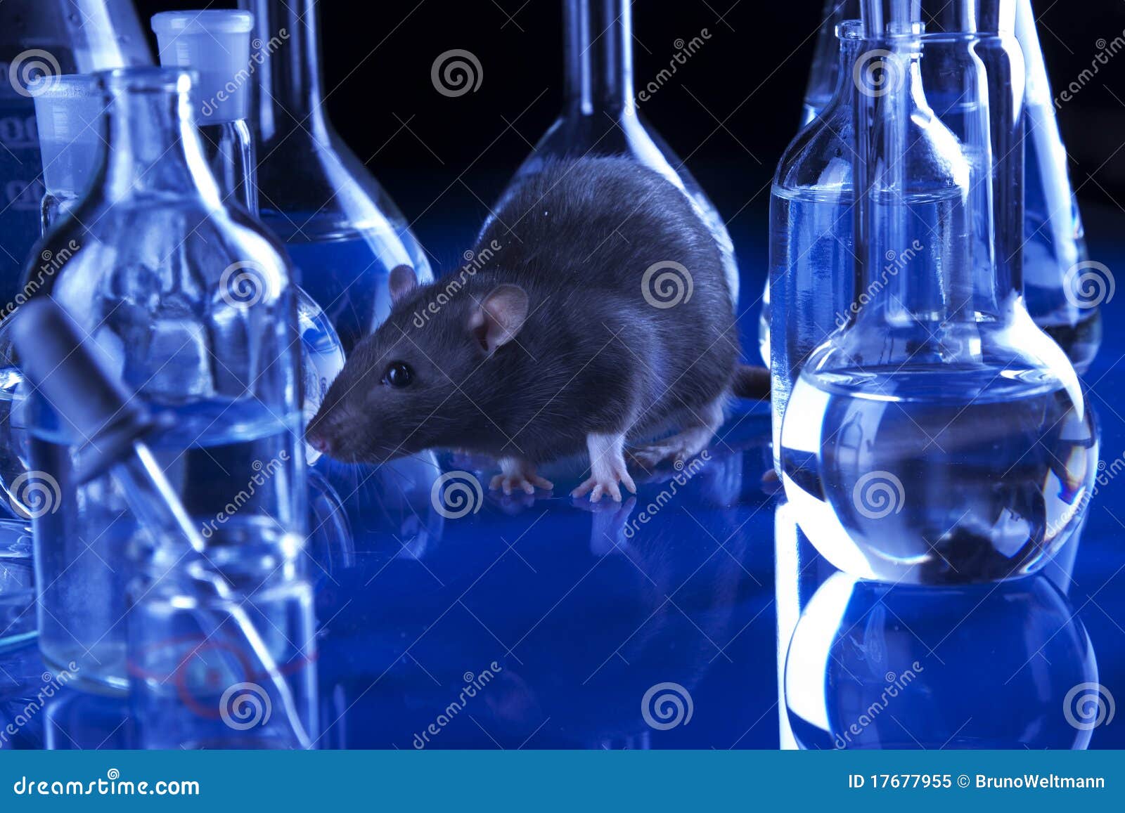 Ratte Im Labor. Tierexperimente Stockbild - Bild von prüfung ...