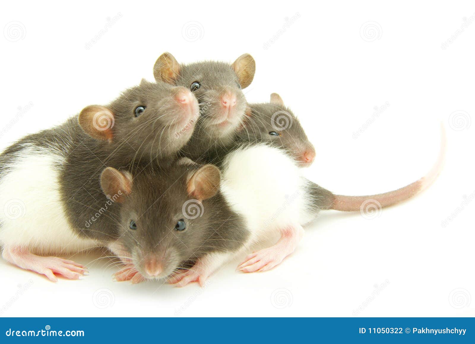Ratten stock foto. Image of leuk, gooi, poot, huisdieren - 11050322