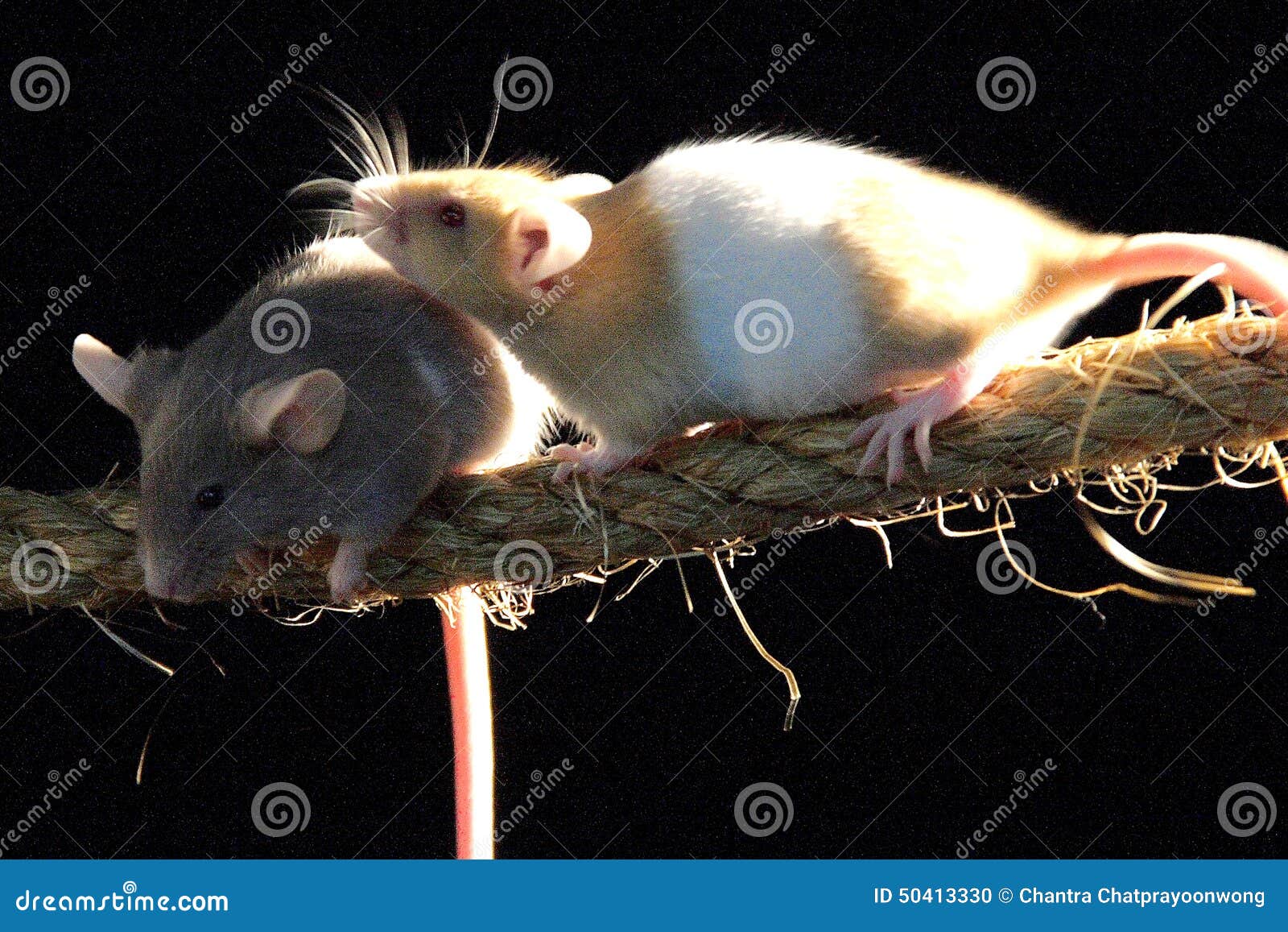 Ratten stock foto. Image of binnen, wild, grijs, paar - 50413330