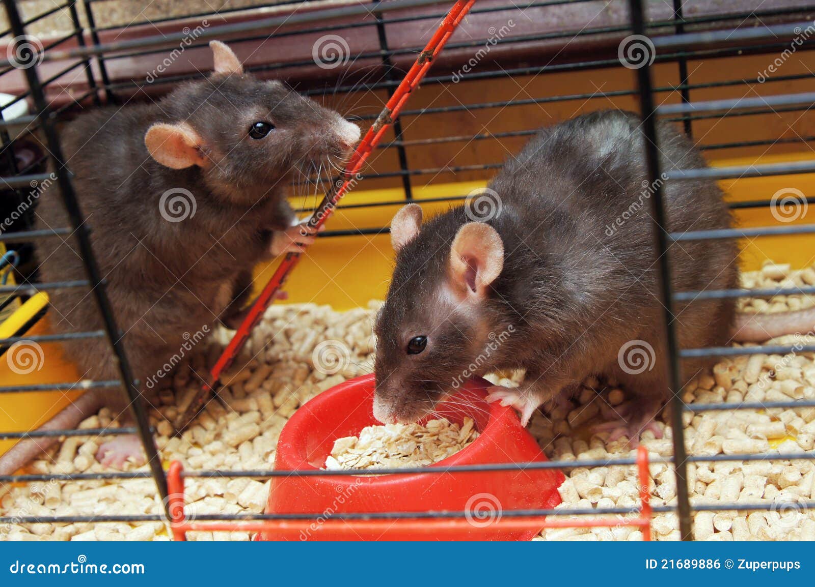 Ratten in een kooi stock foto. Image of klauwen, één - 21689886