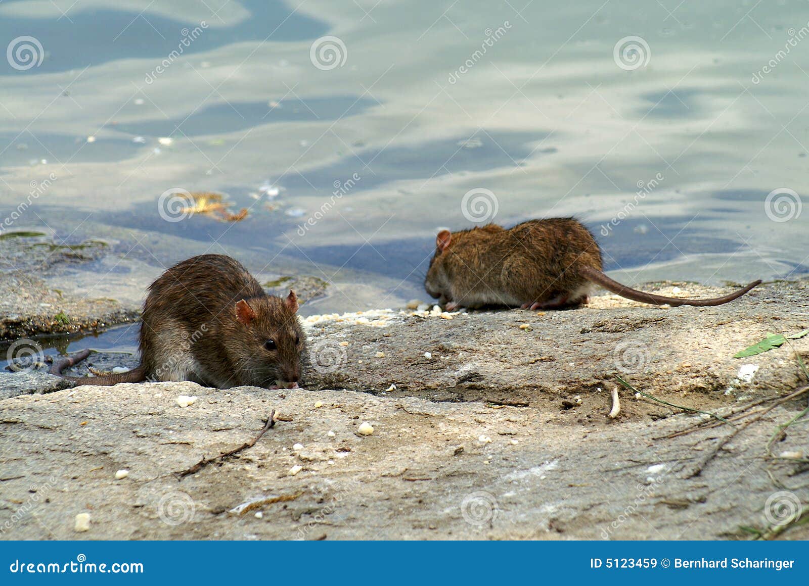 Ratti immagine stock. Immagine di ratti, banca, roditori - 5123459