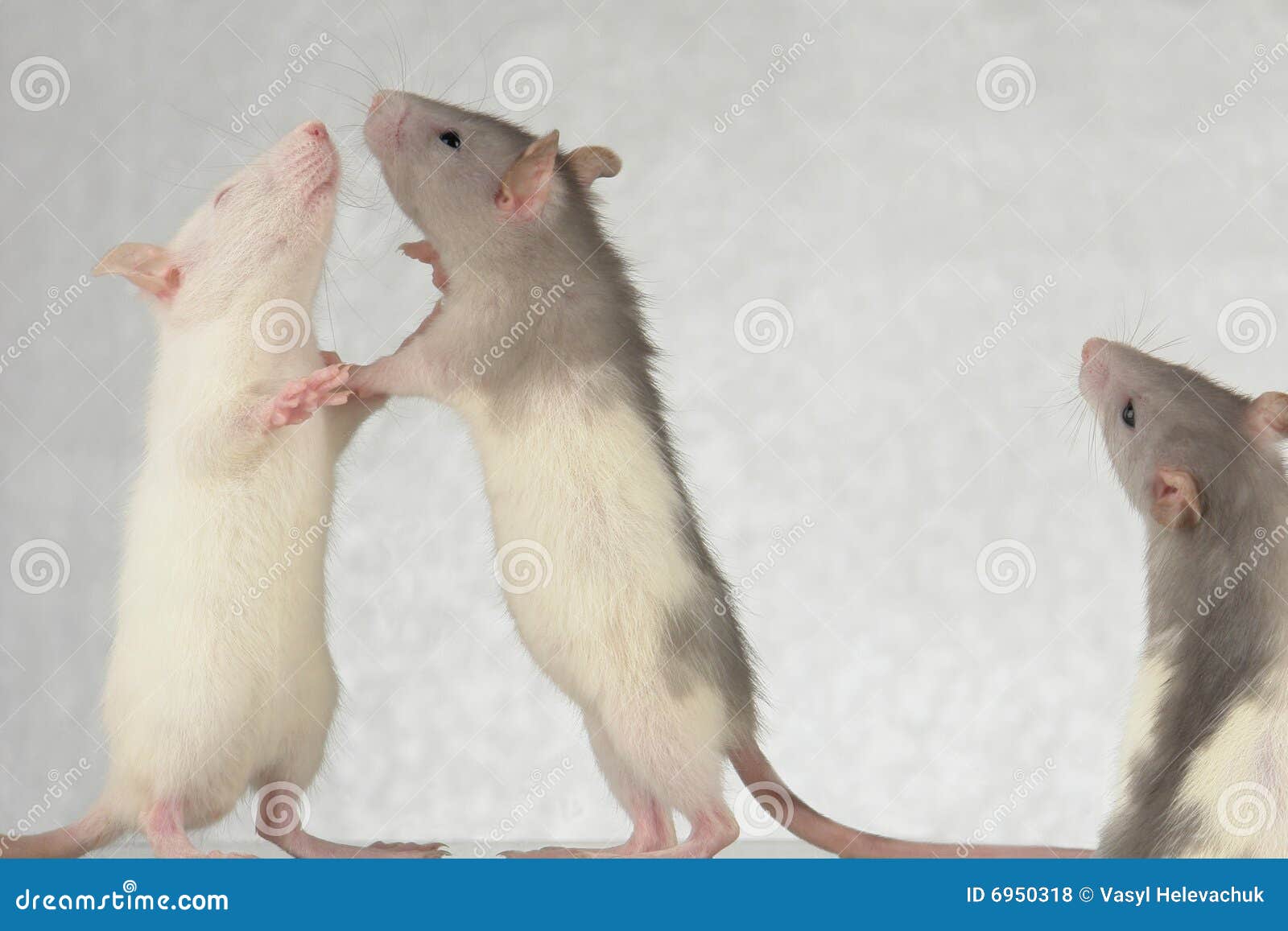 Ratti fotografia stock. Immagine di mammifero, coda, rosso - 6950318