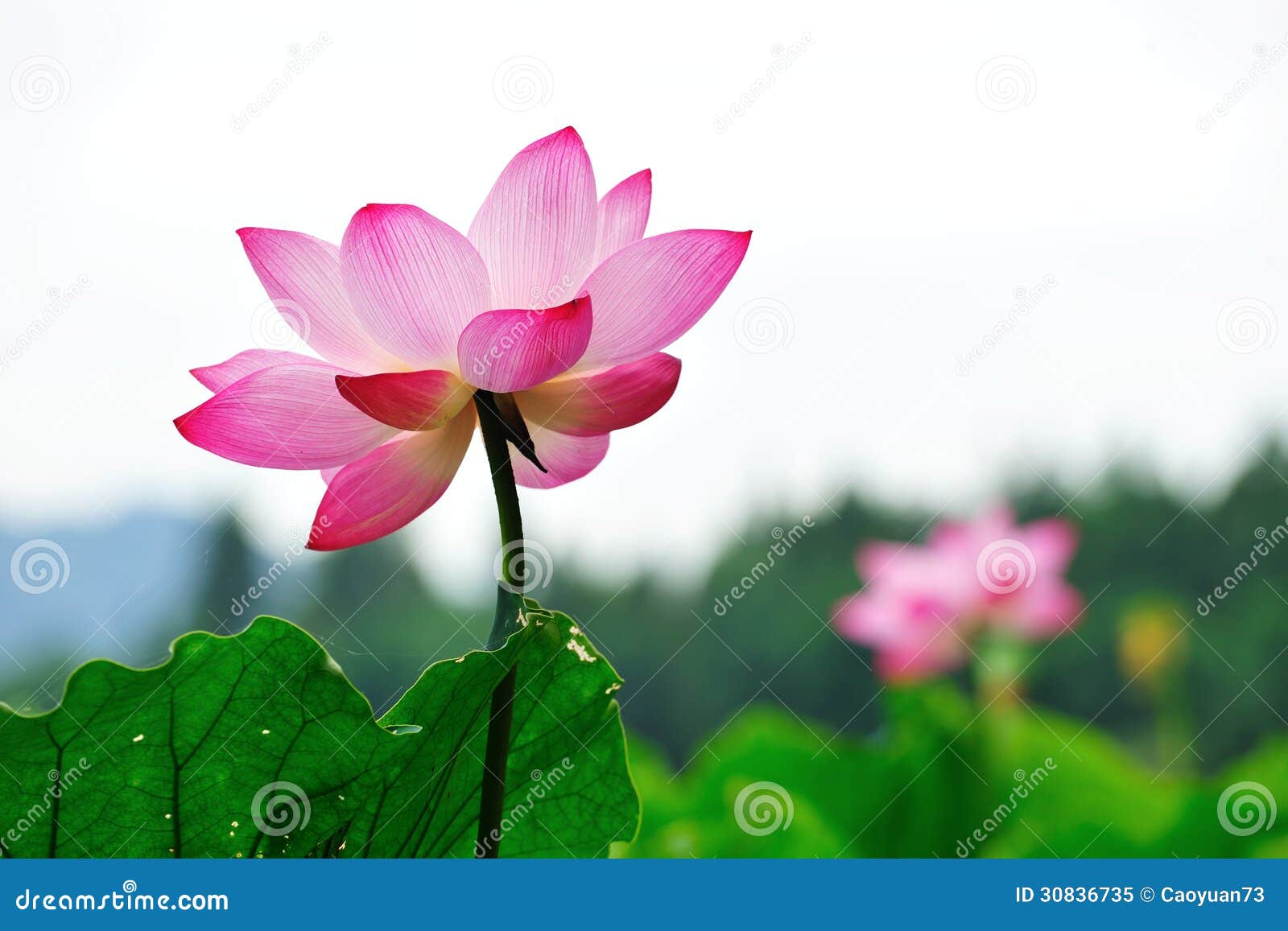Lotus stock image. Image of flowers, lotus, lotusleaf - 30836735