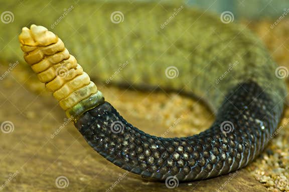 Rattle of a rattlesnake stock photo. Image of reptile - 9444888