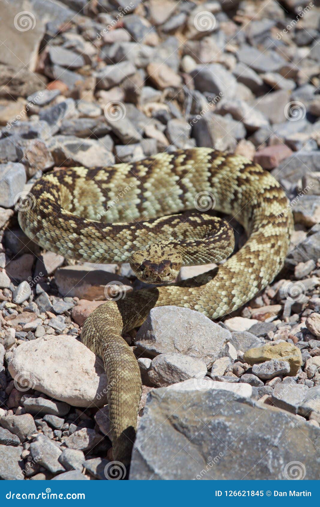 Rattle Snake Coiled stock image. Image of tailed, southwest - 126621845