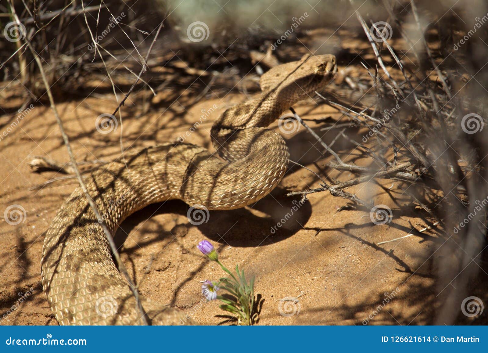 Rattle Snake Finding Shade Under Branches Stock Photo - Image of ...