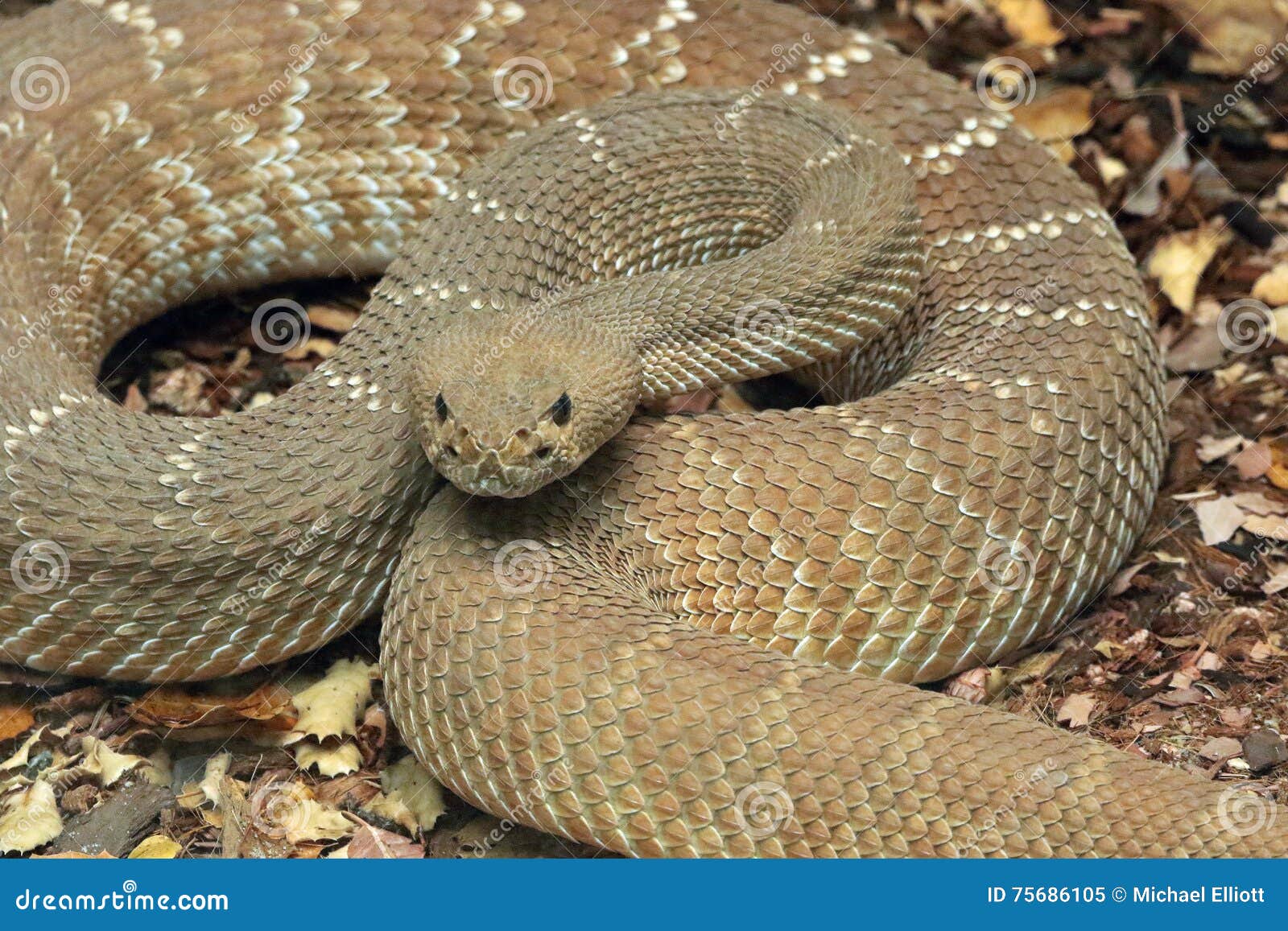 106 Horned Rattlesnake Photos - Free & Royalty-Free Stock Photos from ...