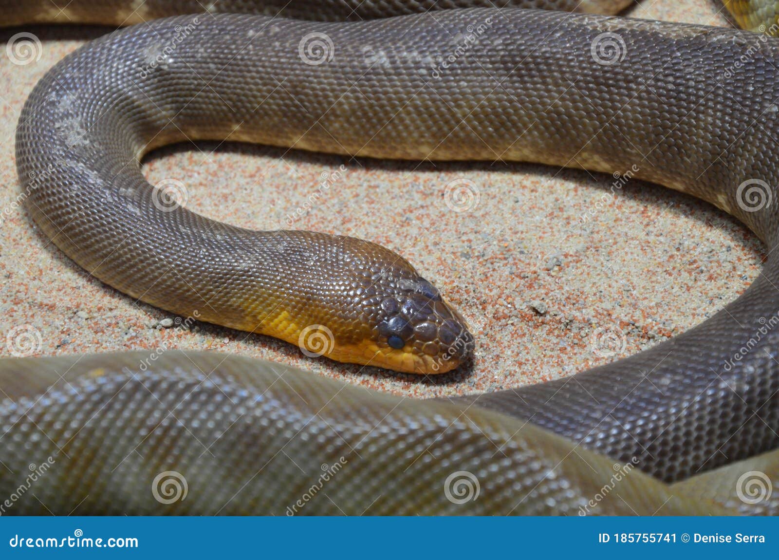 Rattle Snake Rolled Up in Tierpark Berlin Stock Image - Image of ...