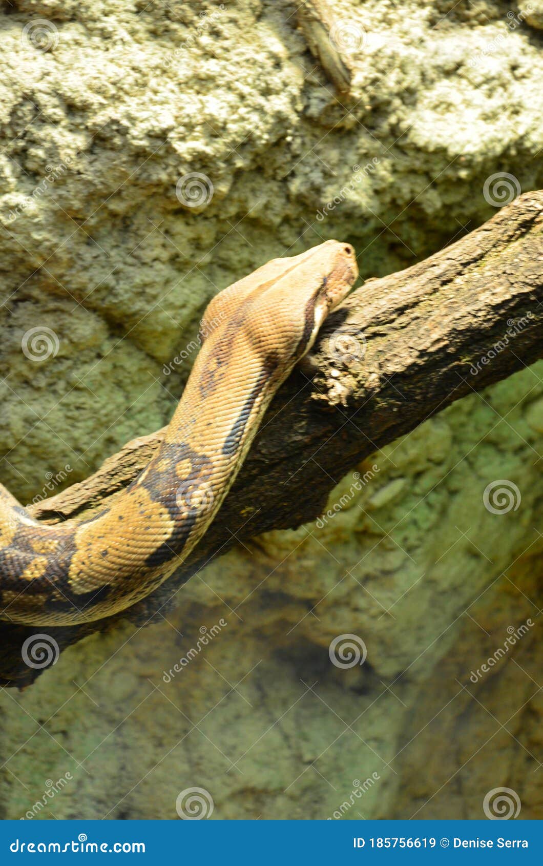 Rattle Snake Rolled Up in Tierpark Berlin Stock Image - Image of nature ...