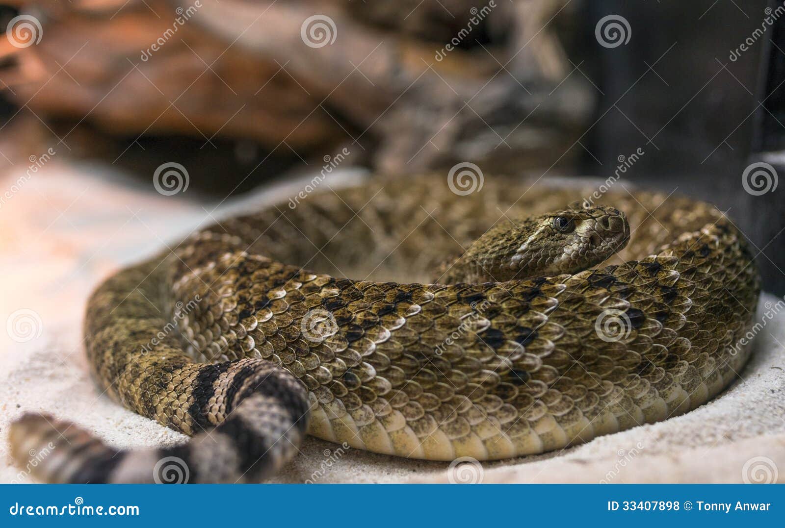 Rattle Snake Coiled In A Defensive Position With Its Head Under Its ...