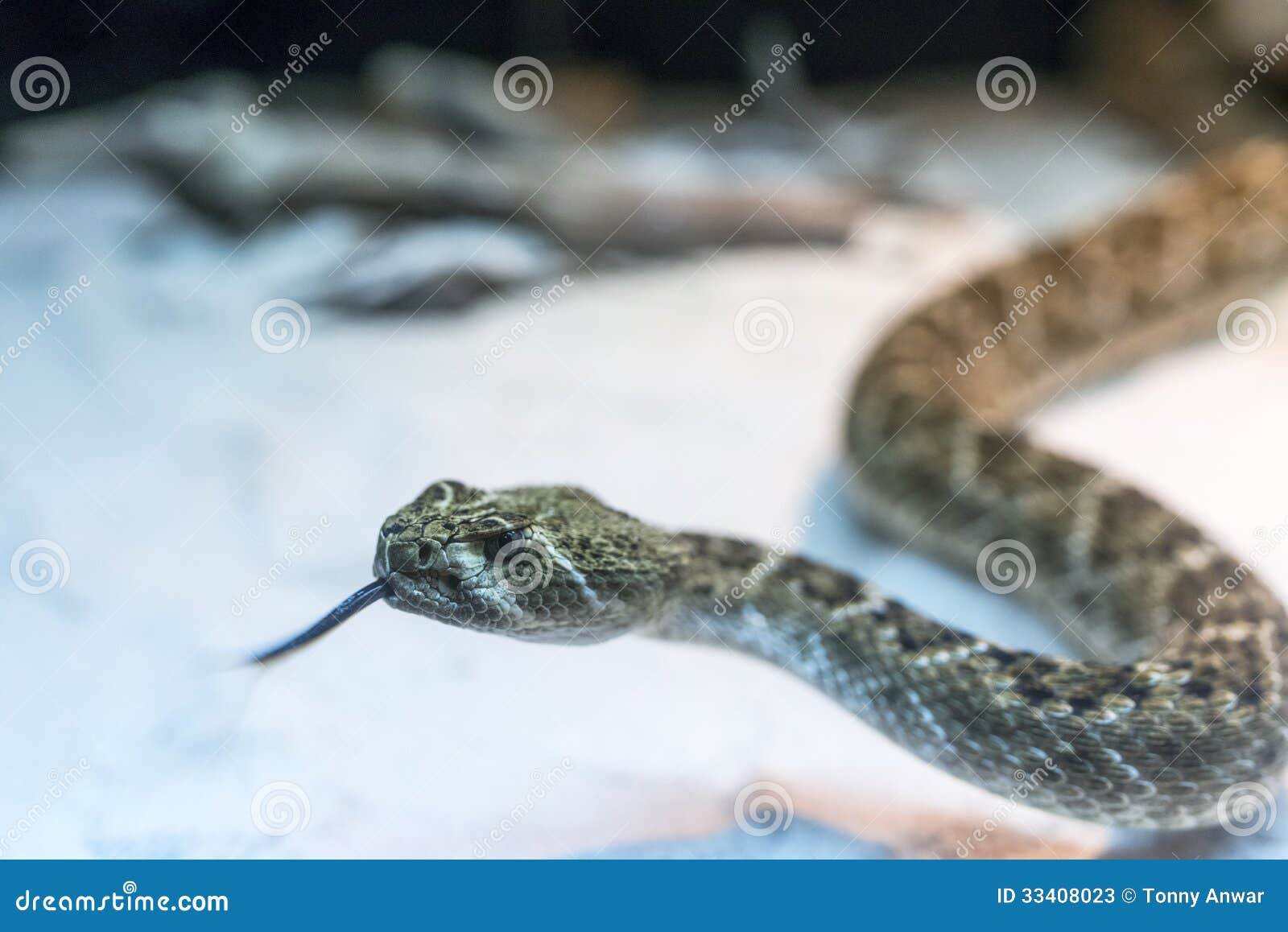 Rattle Snake Coiled In A Defensive Position With Its Head Under Its ...