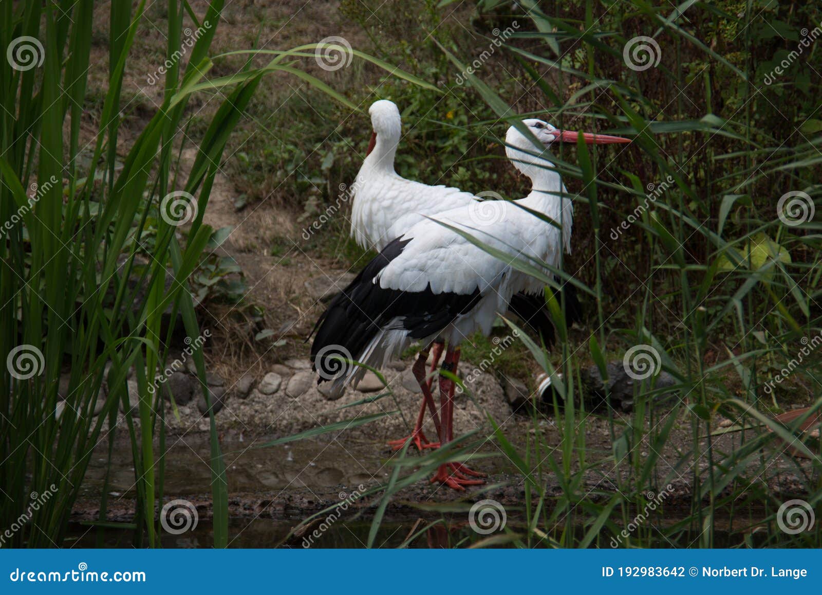 Rattle Stork with Long Legs Stock Photo - Image of leaves, long: 192983642