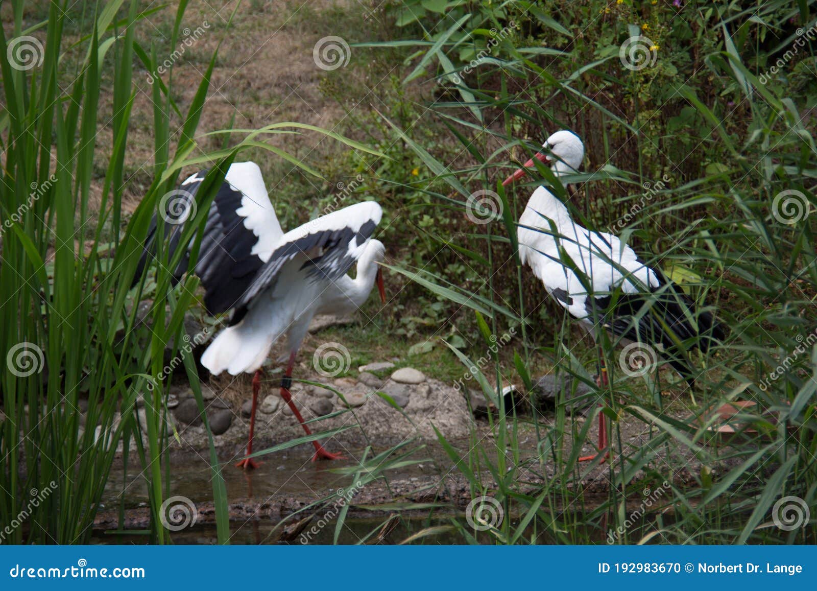 Rattle Stork with Long Legs Stock Photo - Image of feathers, plumage ...