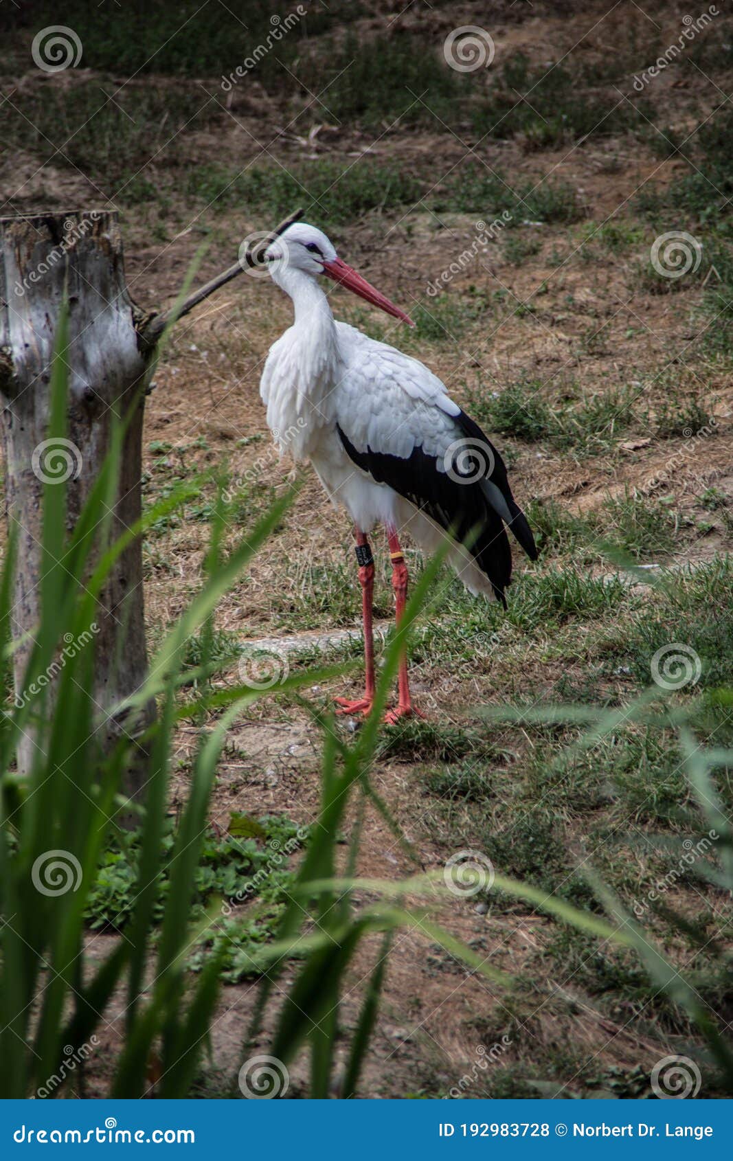 Rattle Stork with Long Legs Stock Photo - Image of blue, beak: 192983728