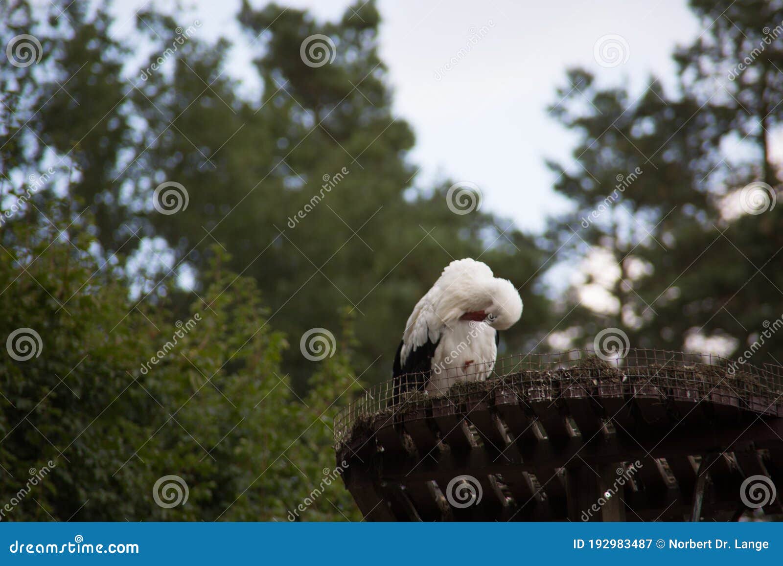 Rattle stork with long stock image. Image of feathers - 192983487