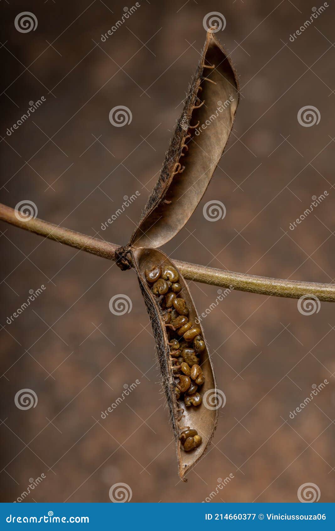 Rattlepods Seeds in Macro View Stock Image - Image of legume, blossom ...