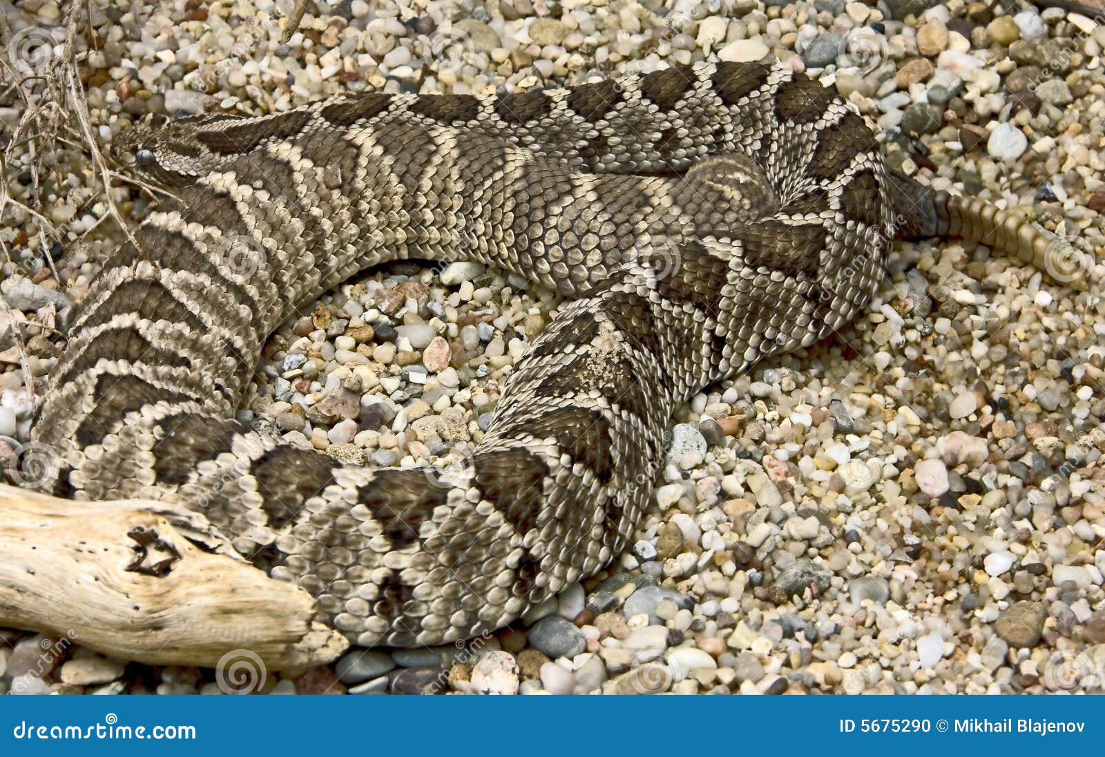 Rattlesnake 1 stock photo. Image of venomous, america - 5675290