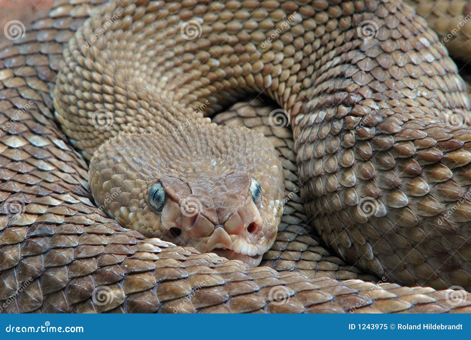 The rattlesnake stock image. Image of bite, brown, rattlesnake - 1243975