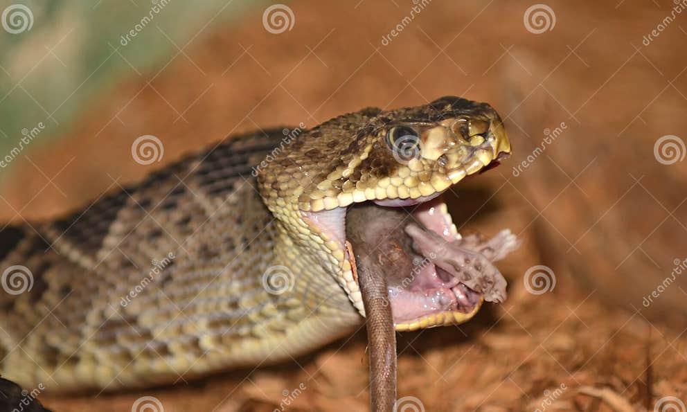 Rattlesnake stock image. Image of vicious, head, deadly - 24371277