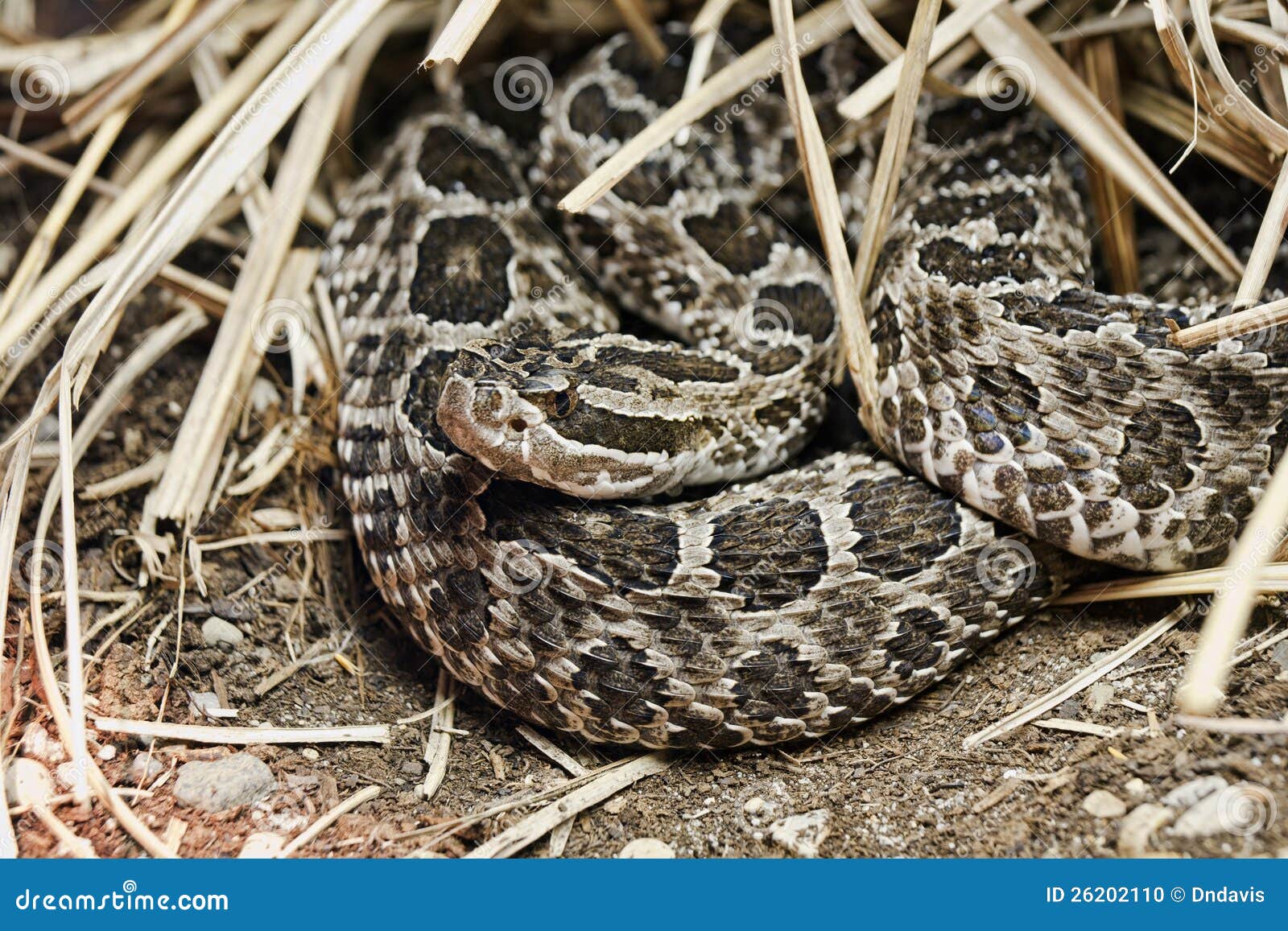 Rattlesnake stock photo. Image of skin, america, dangerous - 26202110