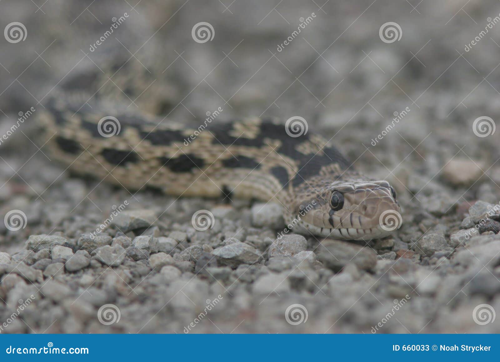 Rattlesnake stock image. Image of slippery, snakey, slither - 660033