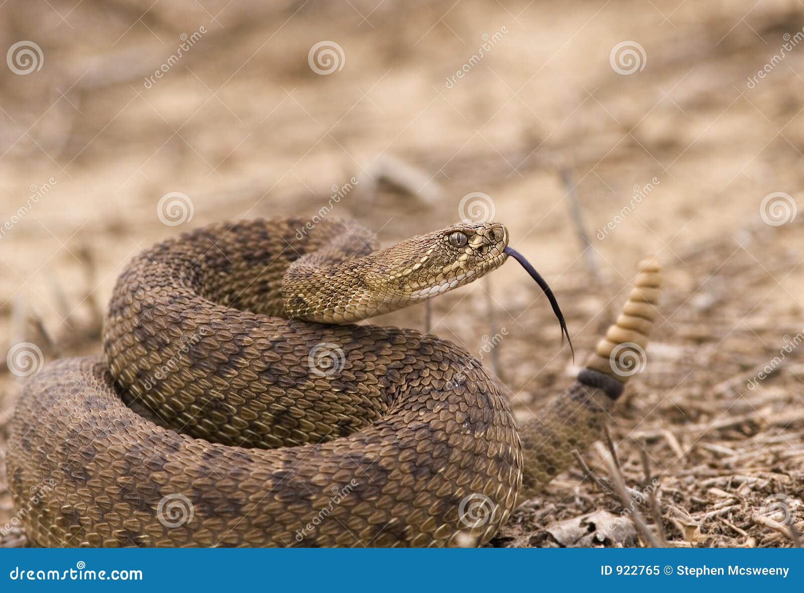 Rattlesnake stock image. Image of poison, snake, strike - 922765