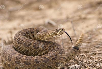 Rattlesnake stock image. Image of poison, snake, strike - 922765