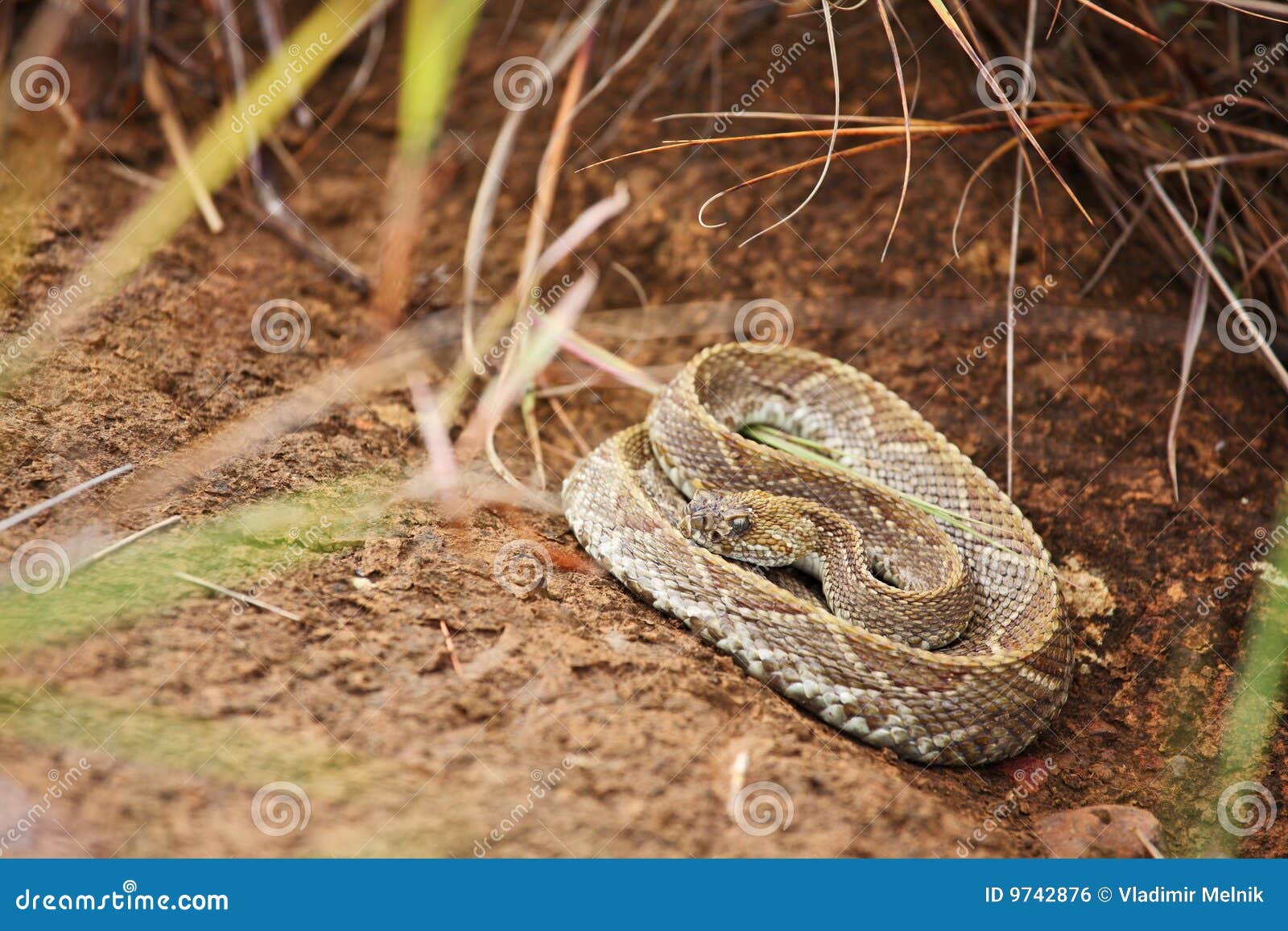 Camouflage Rattlesnake