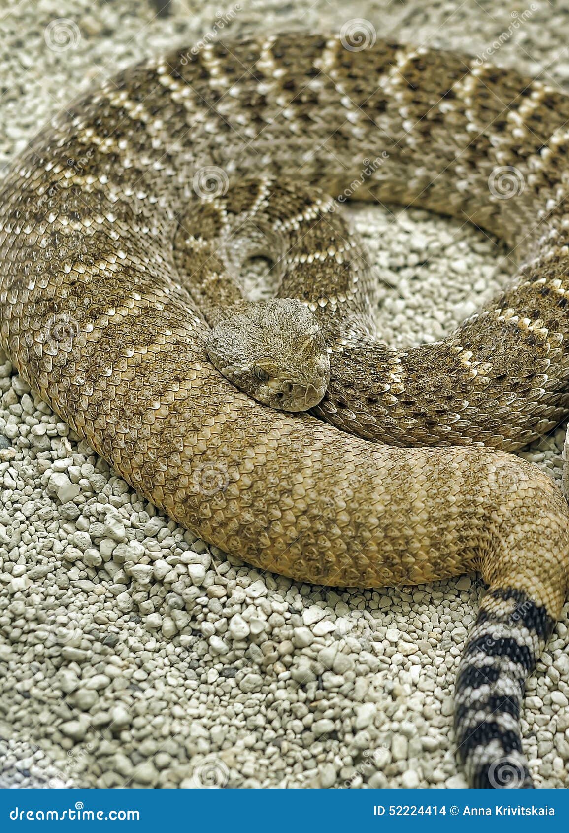 Rattlesnake stock photo. Image of viper, wildlife, reptile - 52224414