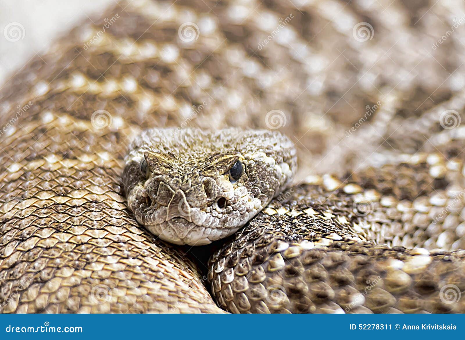 Rattlesnake Close-up Portrait Stock Image - Image of looking, evil ...