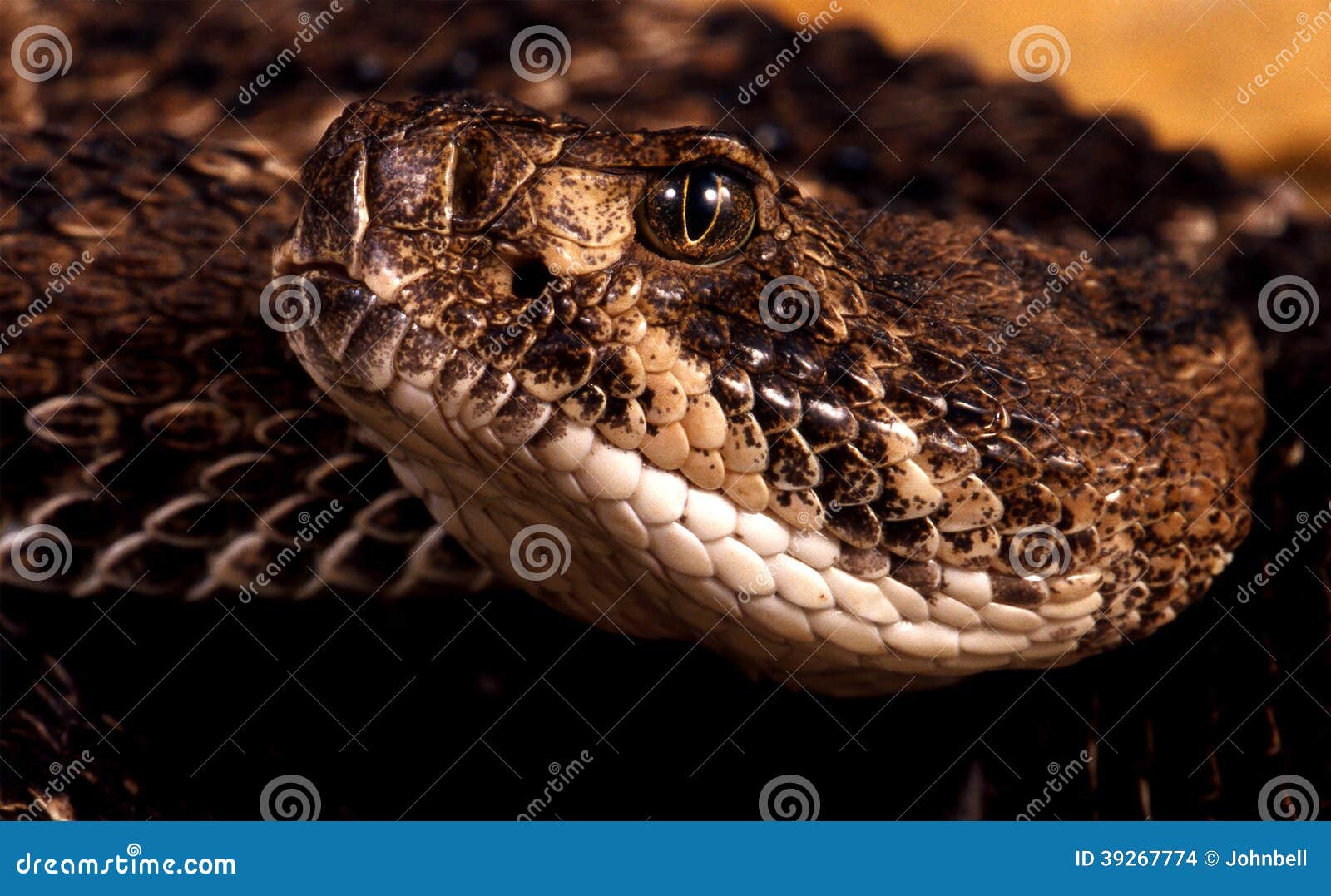 Rattlesnake stock photo. Image of scary, rattles, lethal - 39267774