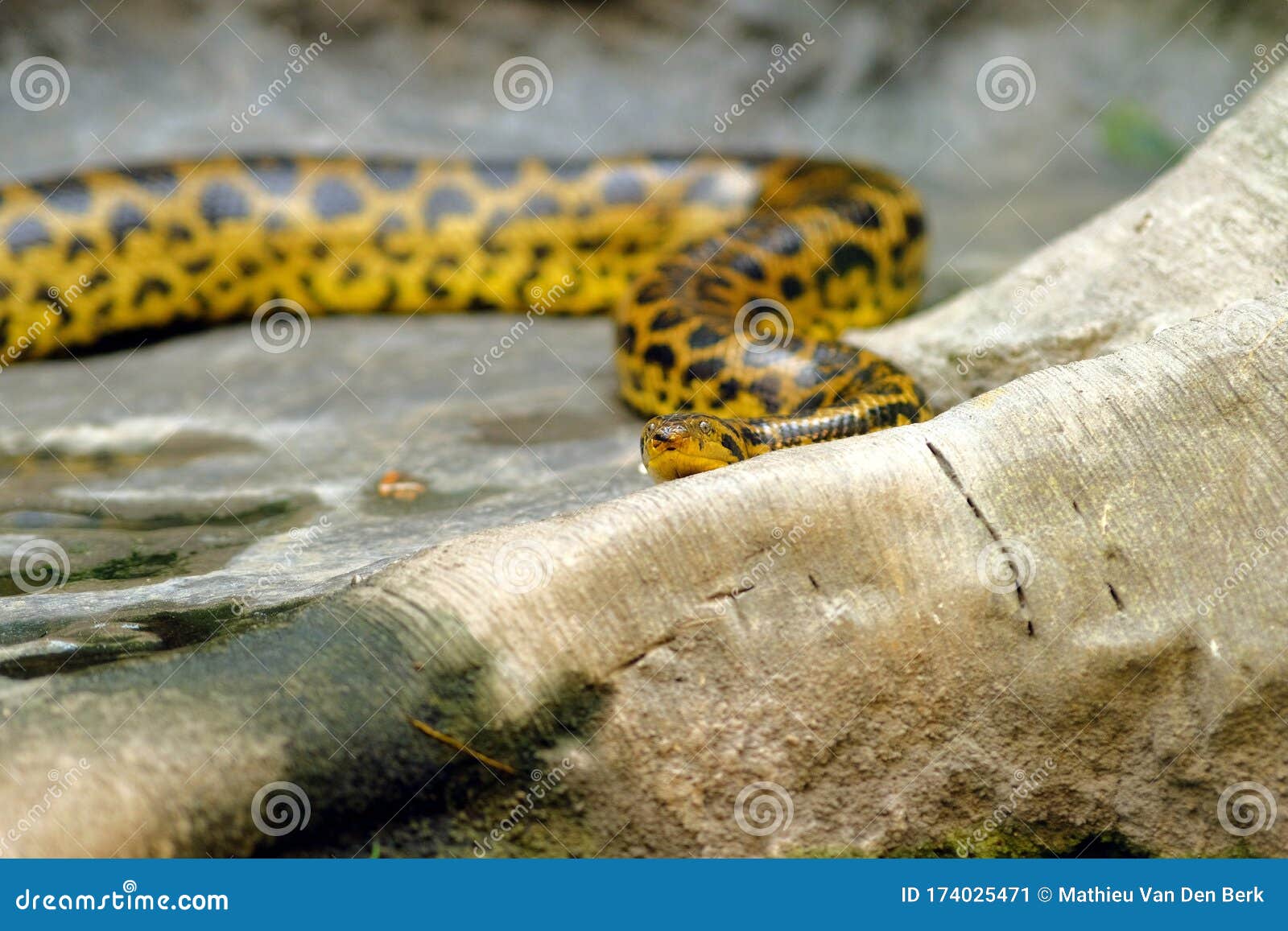Rattlesnake Coiled Up in Front of an Old Dead Tree Stump and Looking at ...