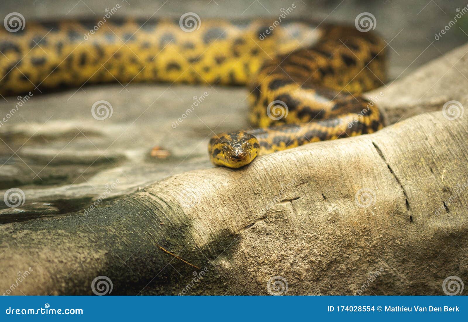 Rattlesnake Coiled Up in Front of an Old Dead Tree Stump and Looking at ...