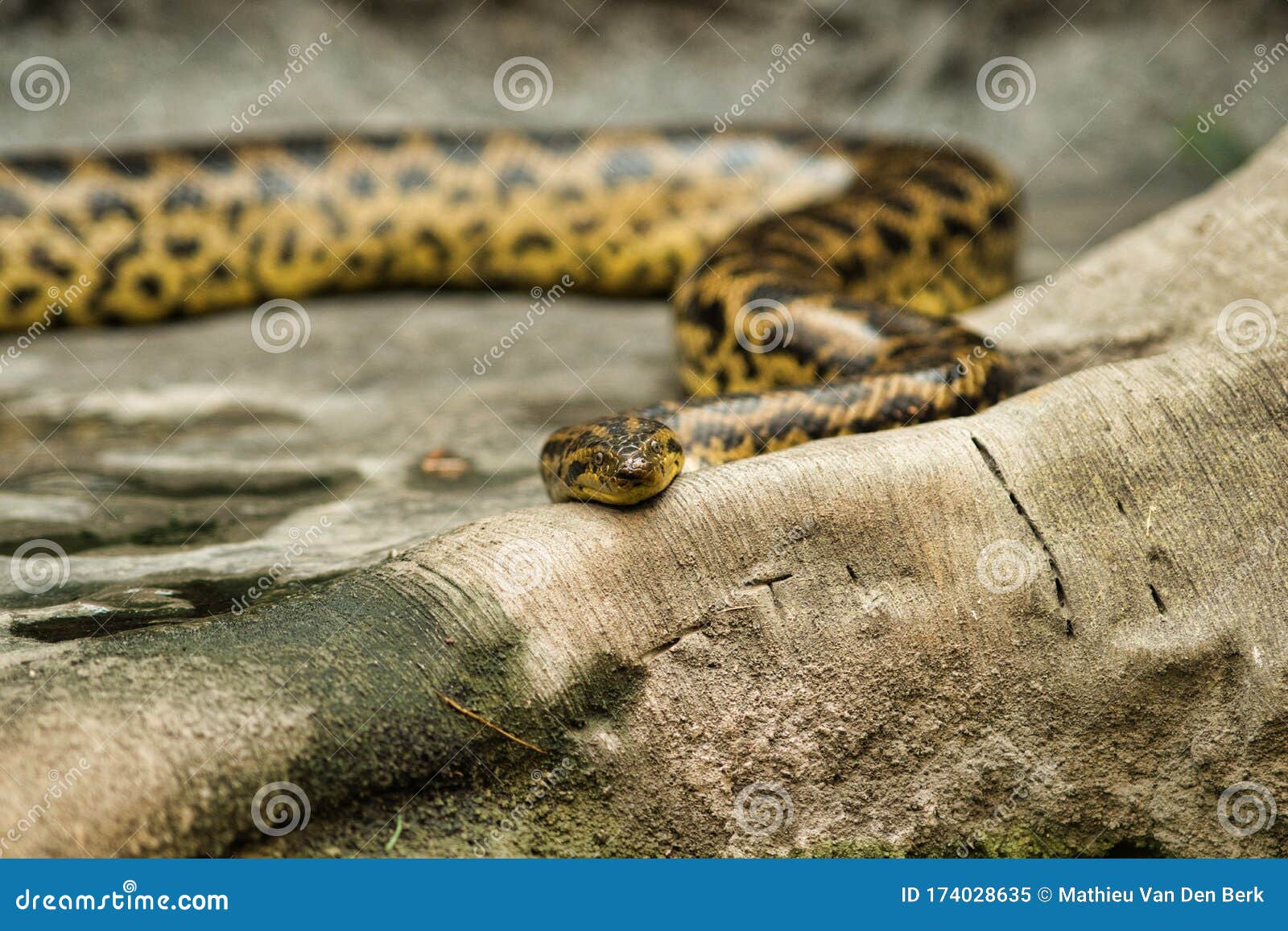 Rattlesnake Coiled Up in Front of an Old Dead Tree Stump and Looking at ...