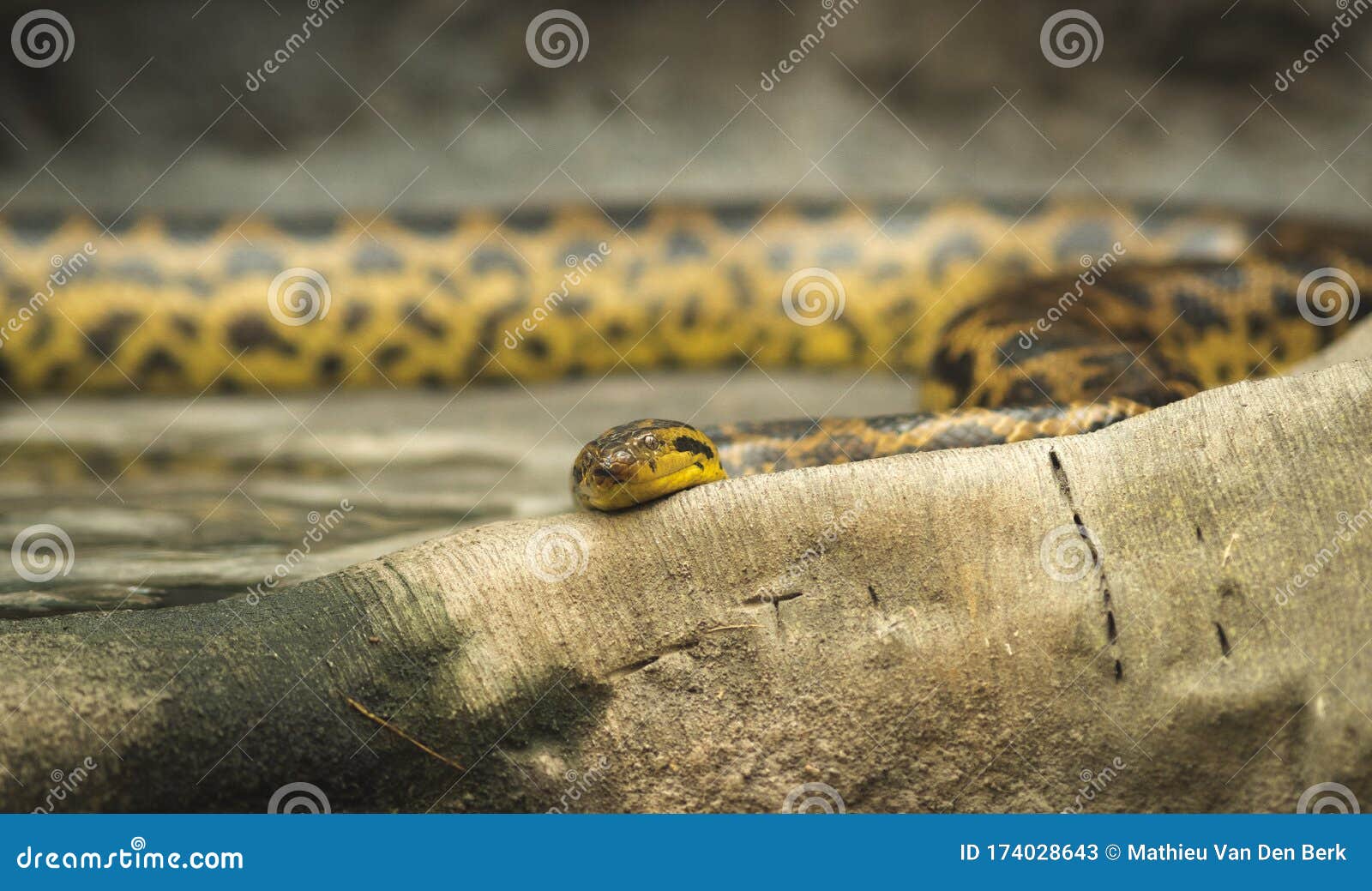 Rattlesnake Coiled Up in Front of an Old Dead Tree Stump and Looking at ...