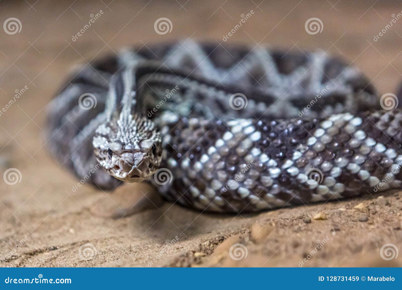 Rattlesnake, Crotalus Atrox. Western Diamondback Stock Image - Image of ...
