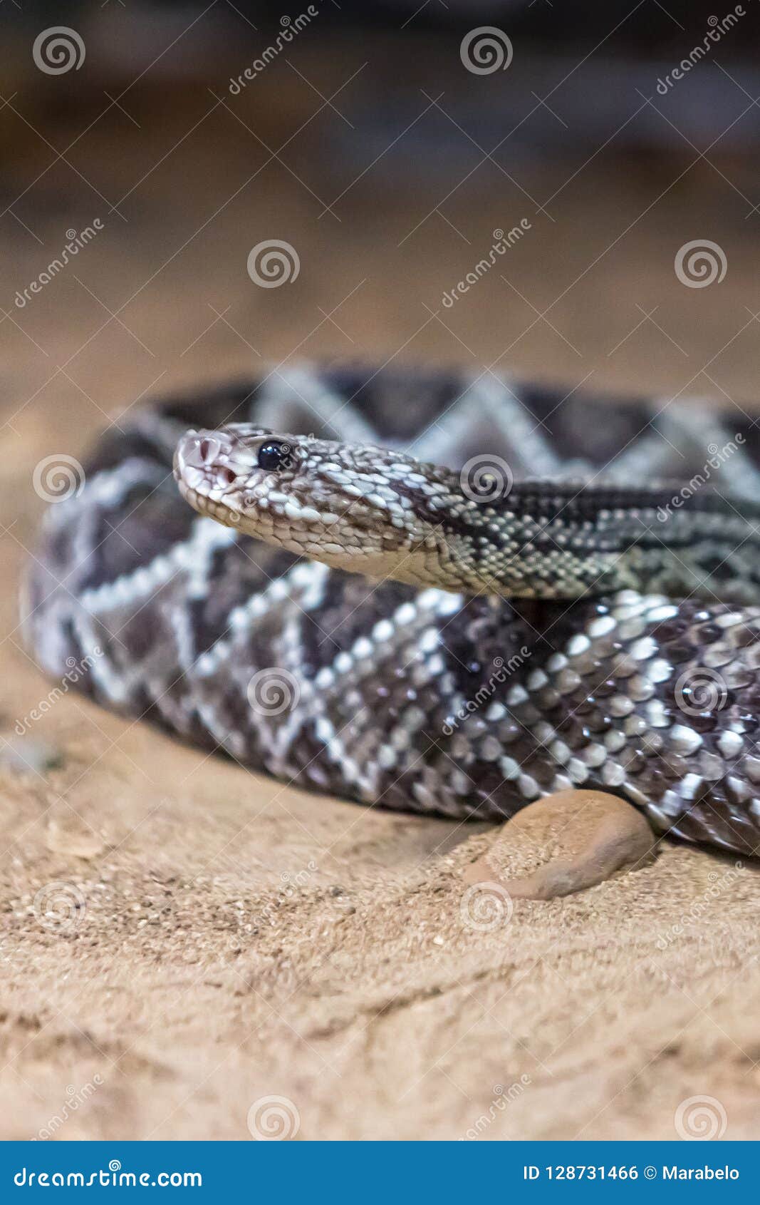 Rattlesnake, Crotalus Atrox. Western Diamondback Stock Photo - Image of ...