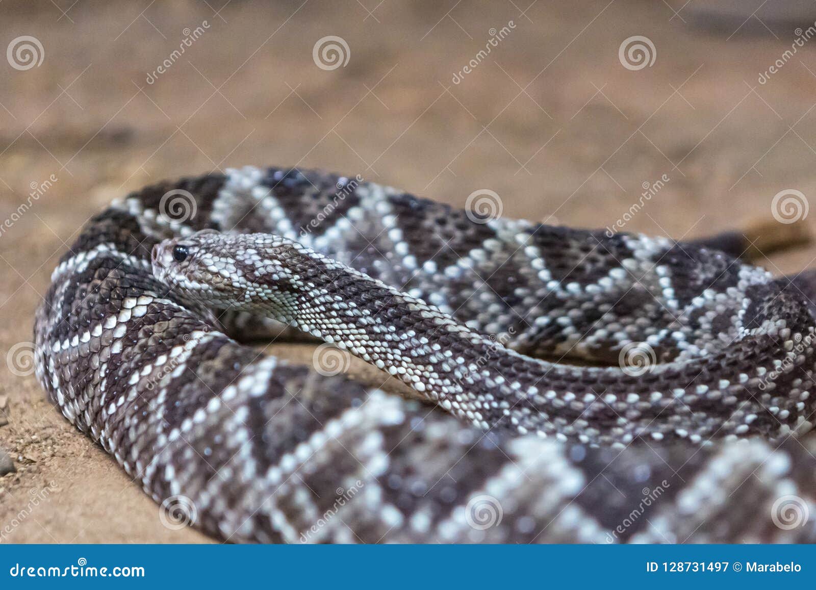 Rattlesnake, Crotalus Atrox. Western Diamondback Stock Image - Image of ...