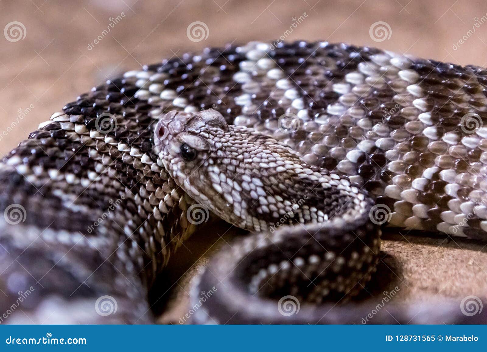 Rattlesnake, Crotalus Atrox. Western Diamondback Stock Image - Image of ...