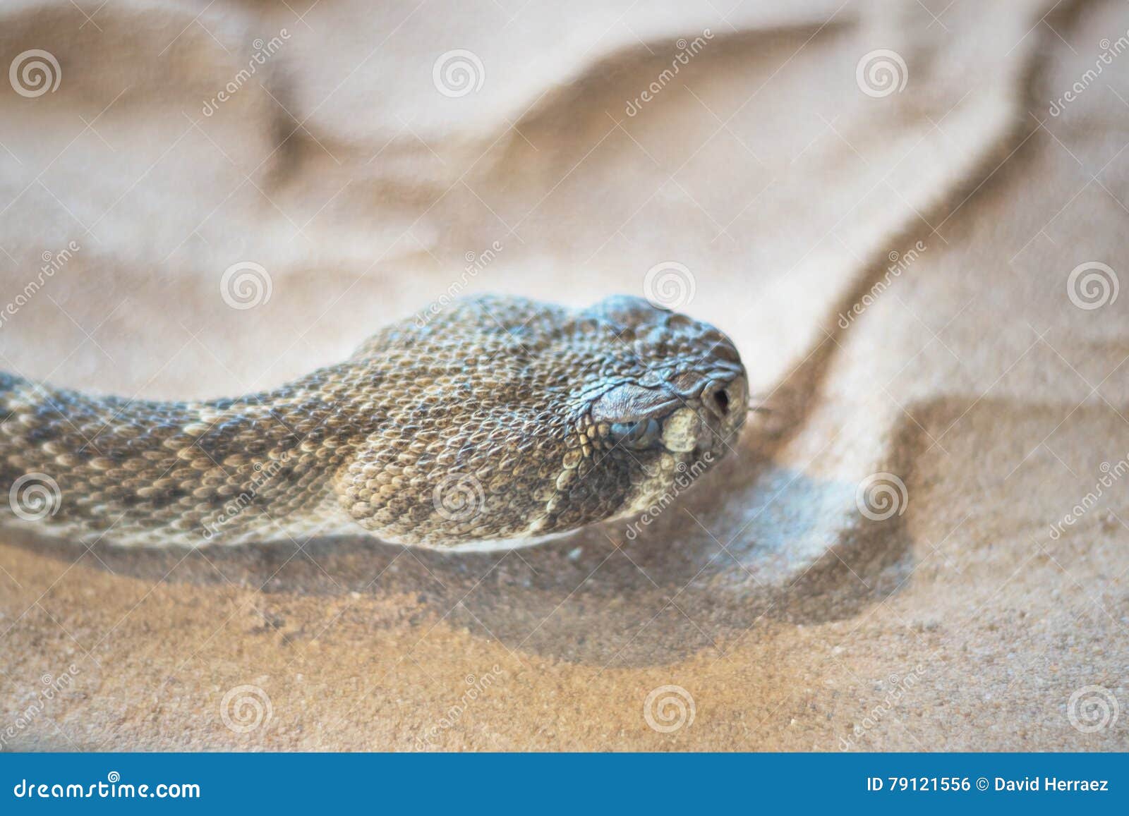 Rattlesnake Crotalus Close Up View. Stock Photo - Image of coiled ...